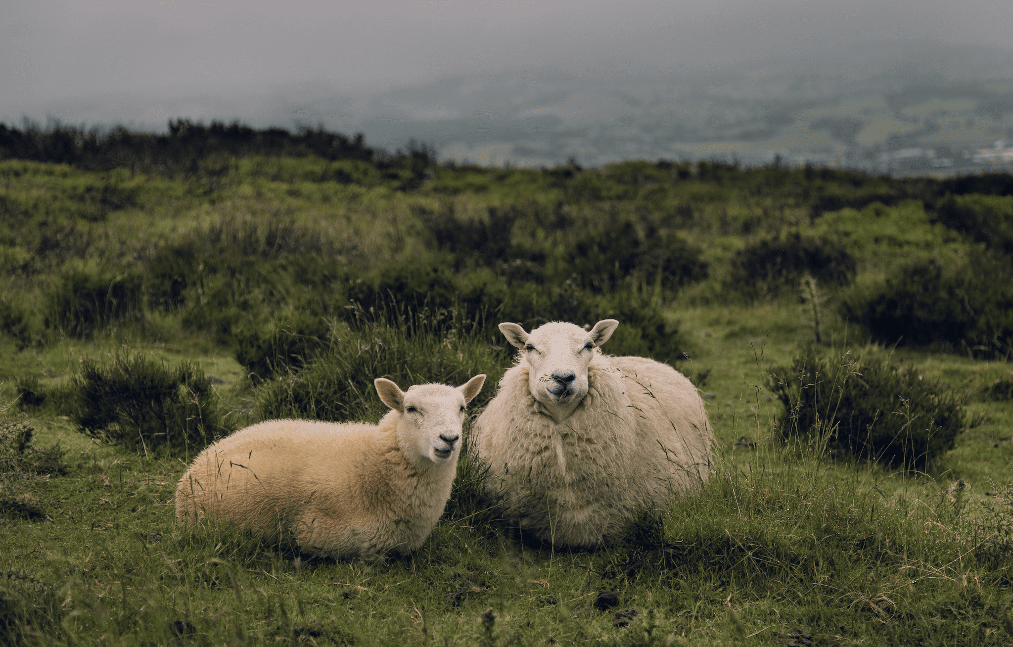 The Glory of the Gospel - Christmas Evans