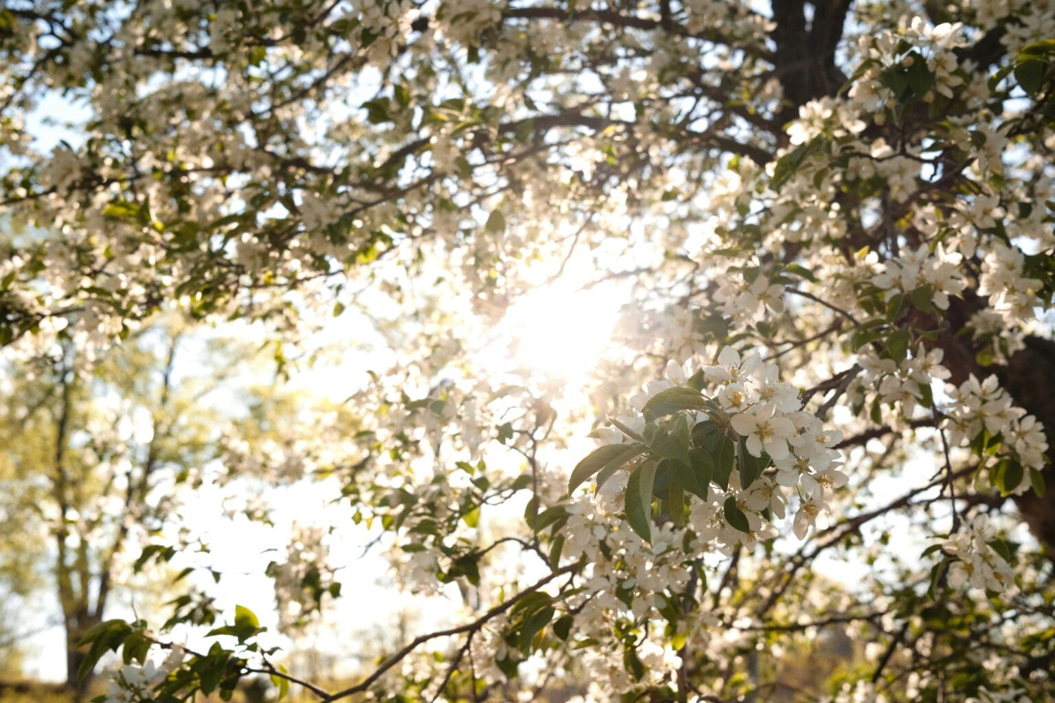 The Pattern of the New Life - Daniel Hames